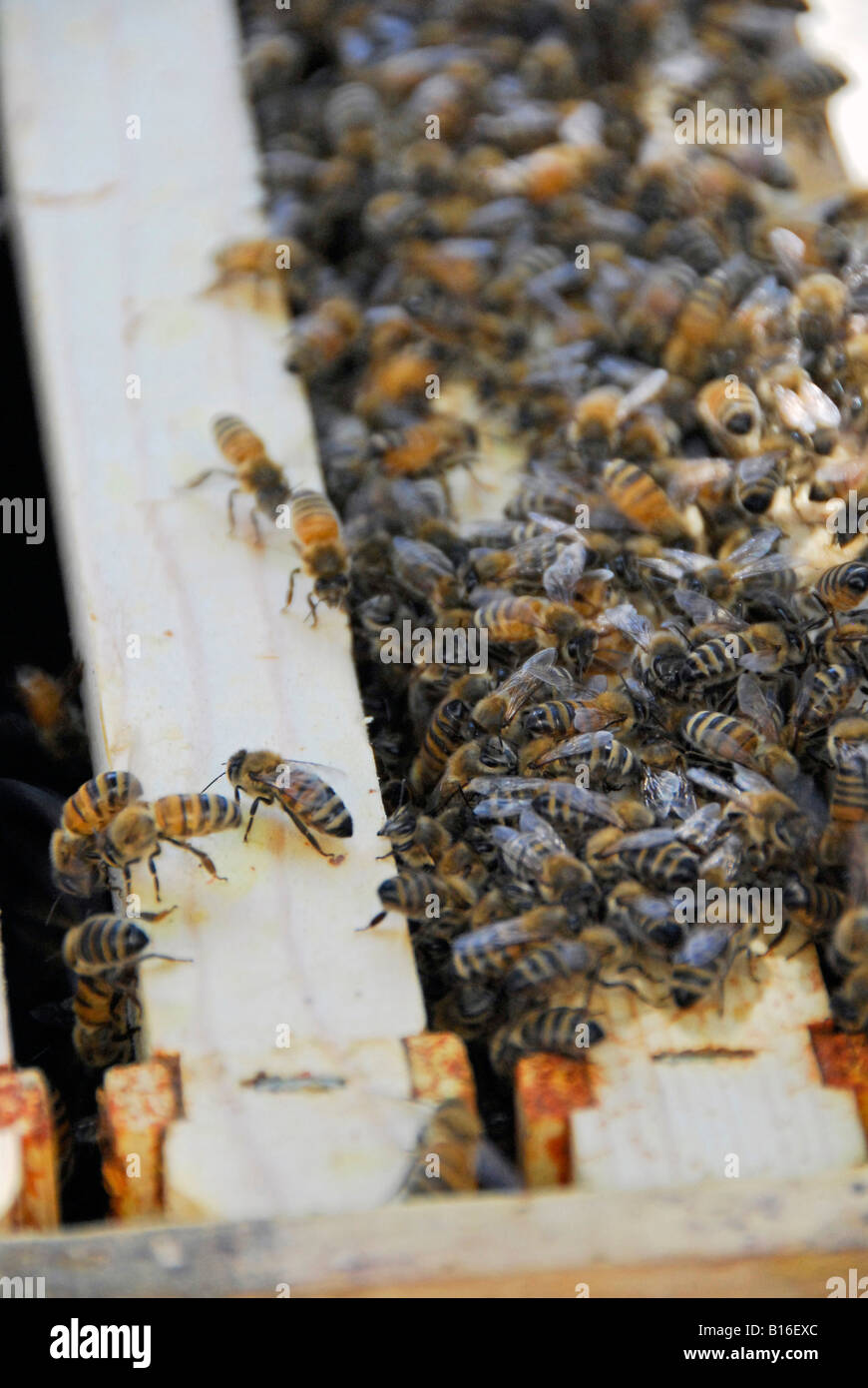 "swarm of ^honeybees in portable ^beehive, "San Francisco", California ...