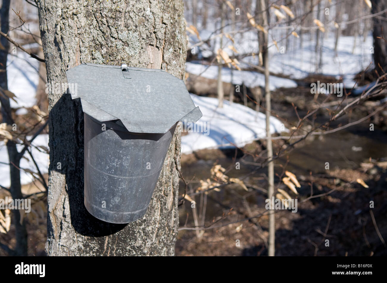 A hollow spigot is tapped into a maple tree and then a pail hung on to ...