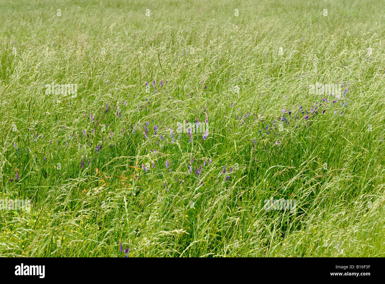 Grass growing tall in an open hay field Stock Photo - Alamy