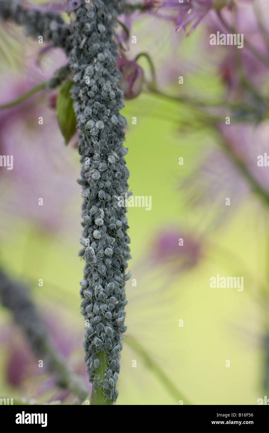 Infestation of aphids on flower stem Stock Photo - Alamy
