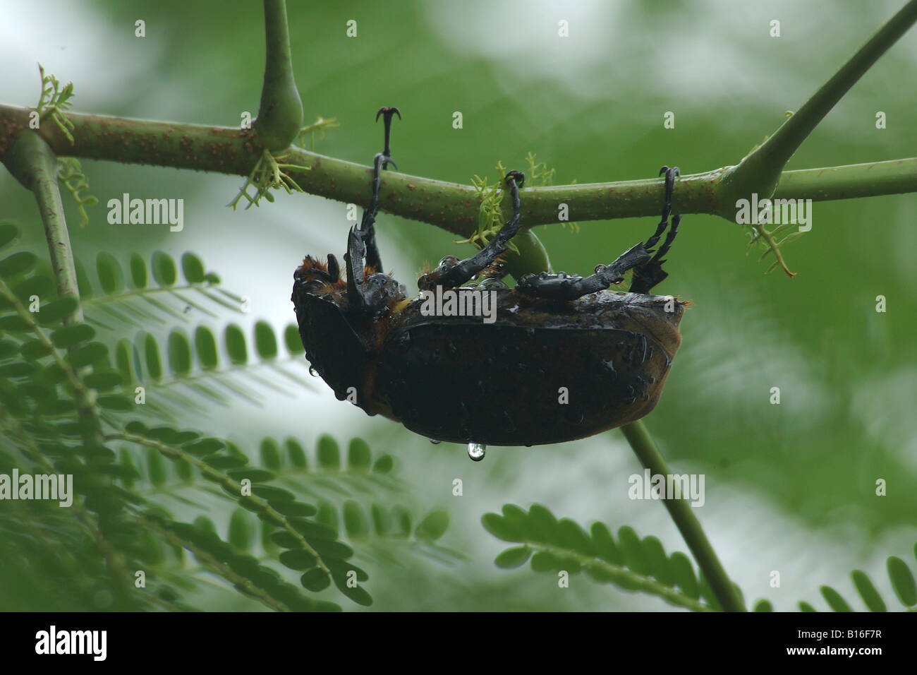 scarabeo ercole insect Costarica rain forest foresta pluviale foresta ...