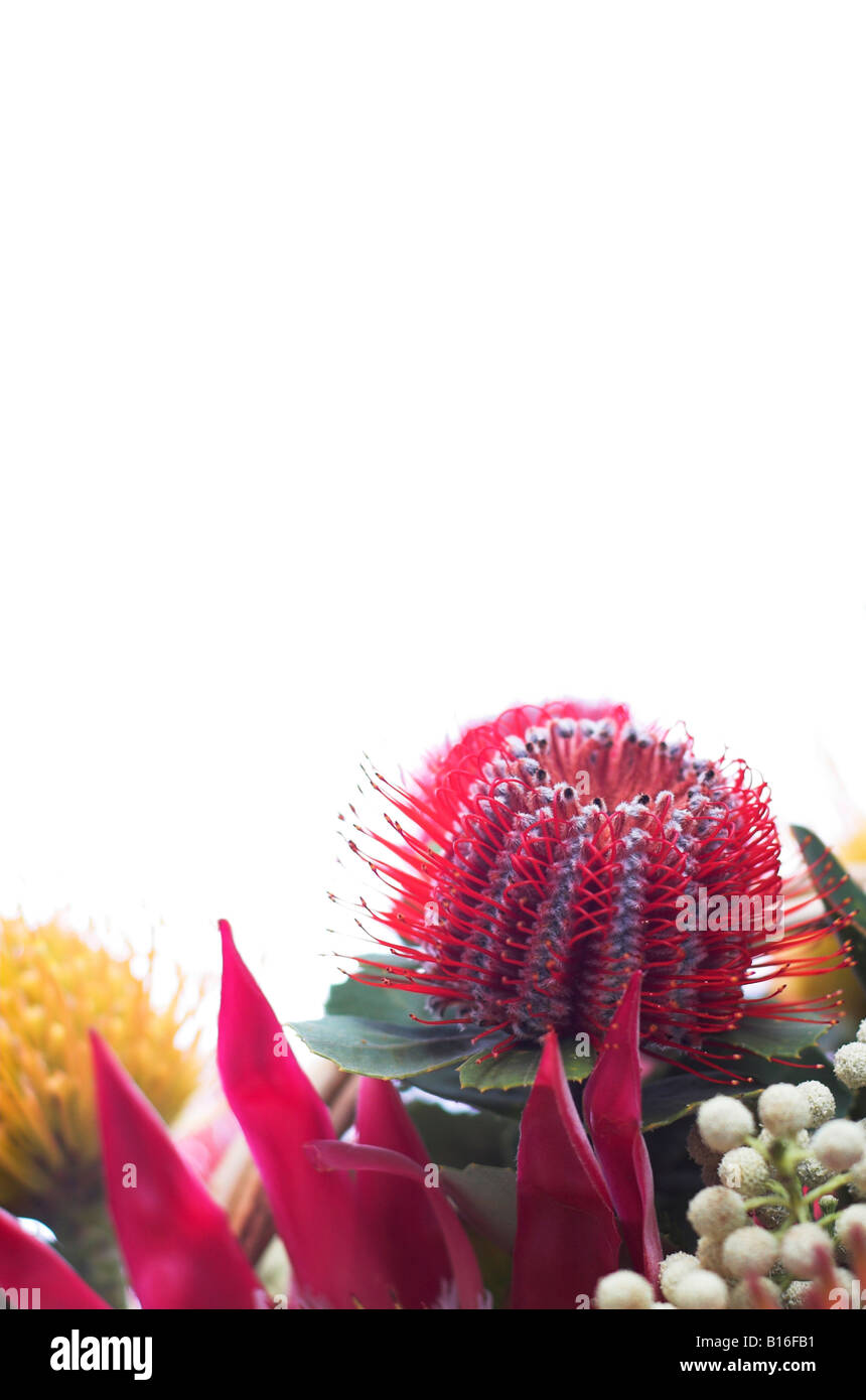Australian Native Flowers High Resolution Stock Photography and Images ...