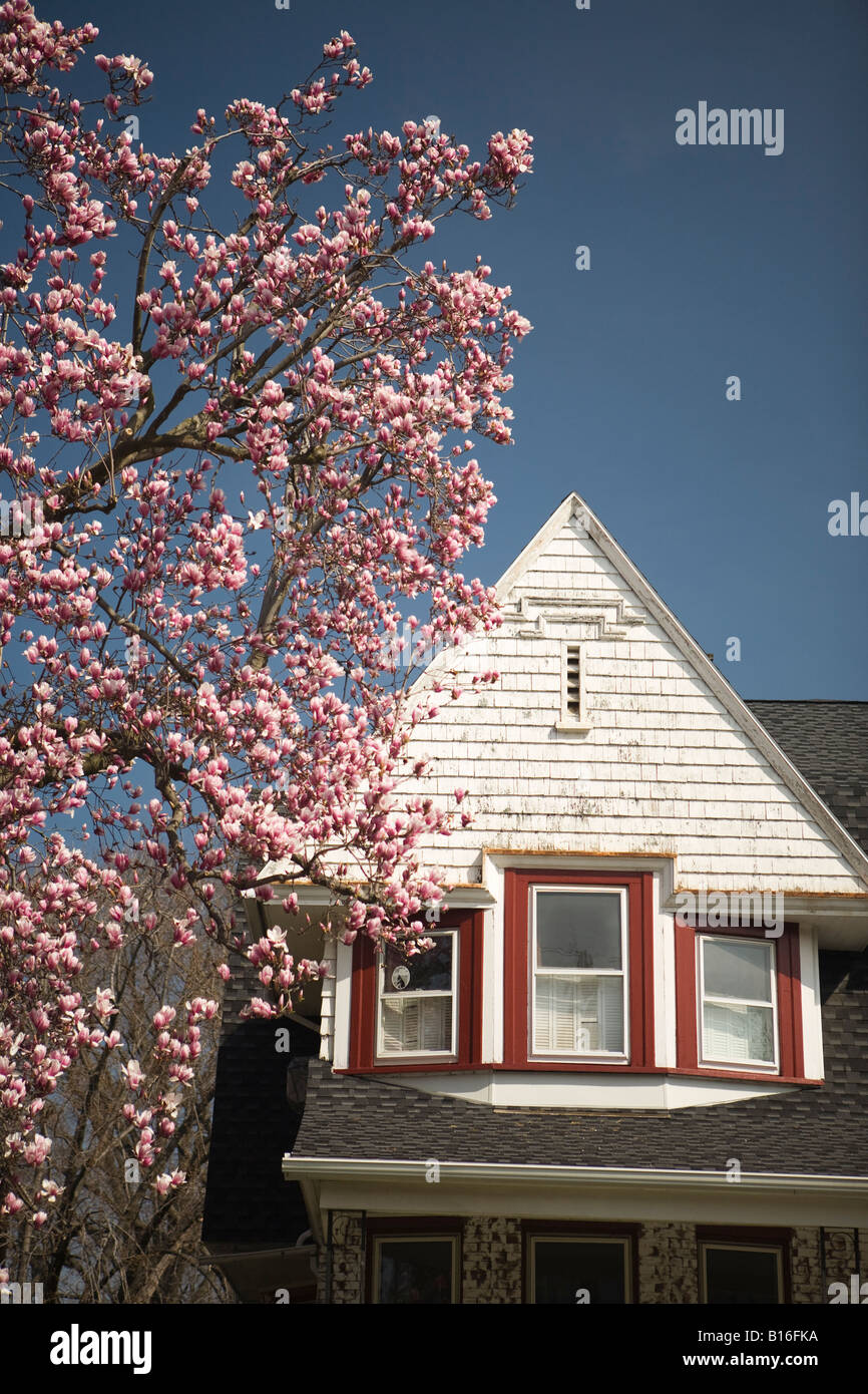 A house with a tree and pink blossoms in the spring Stock Photo - Alamy