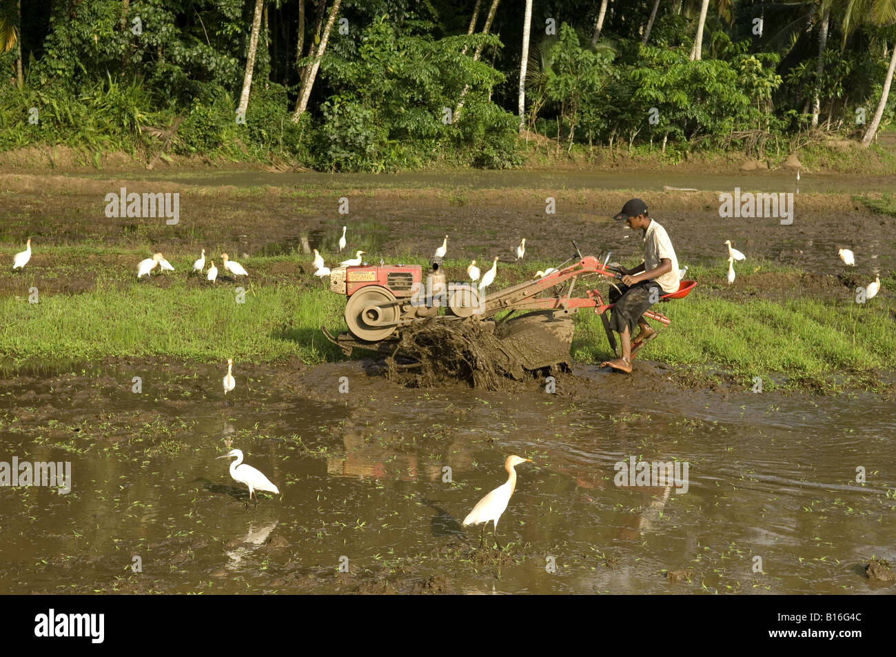 Working in the paddy fields Stock Photo - Alamy