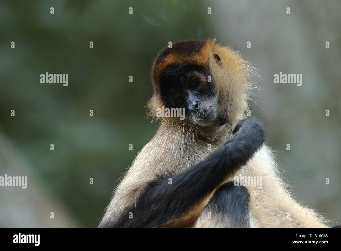 Ateles geoffroyi Central American Spider Monkey Costarica rain forest ...