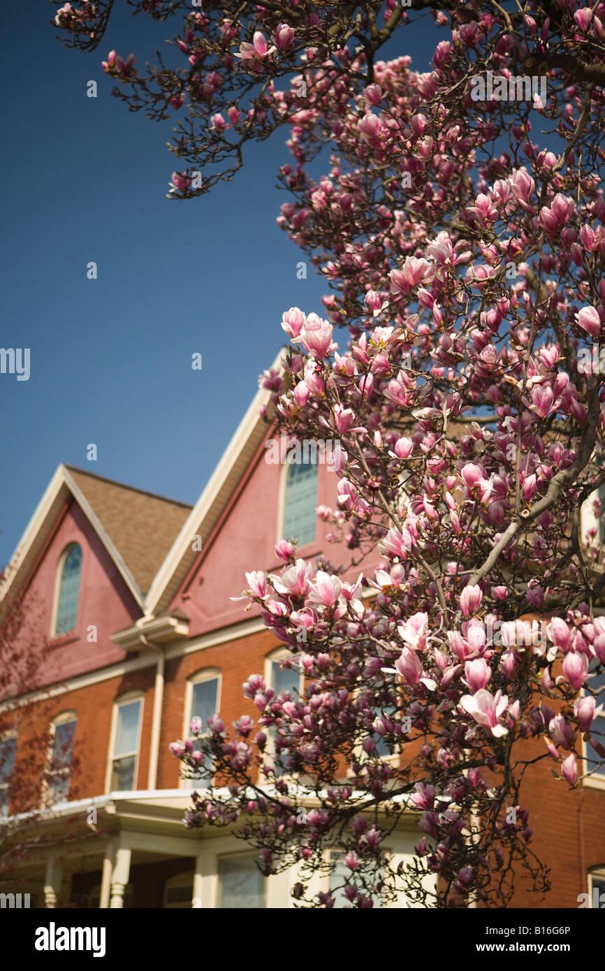 A house with a tree and pink blossoms in the spring Stock Photo - Alamy