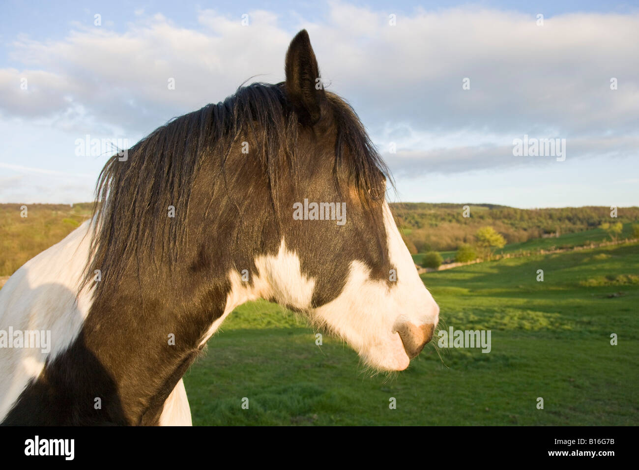 Portrait of Piebald Horse Stock Photo - Alamy