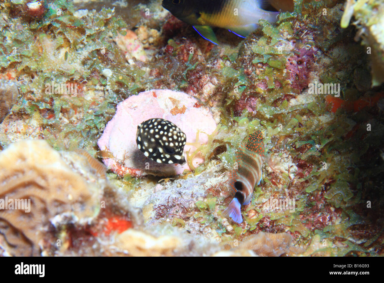 Smooth Trunkfish Juvenile
