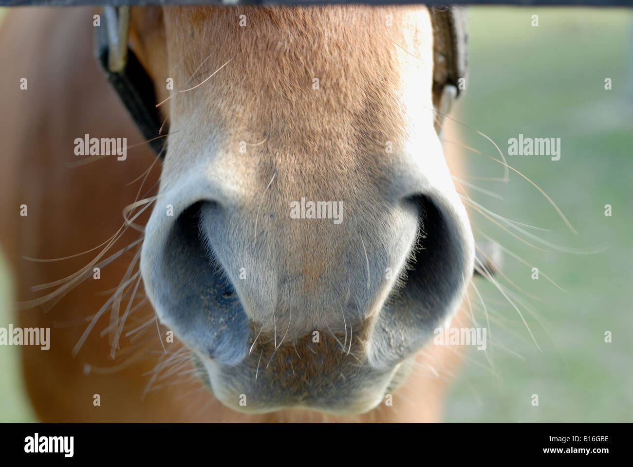 Orafice hi-res stock photography and images - Alamy