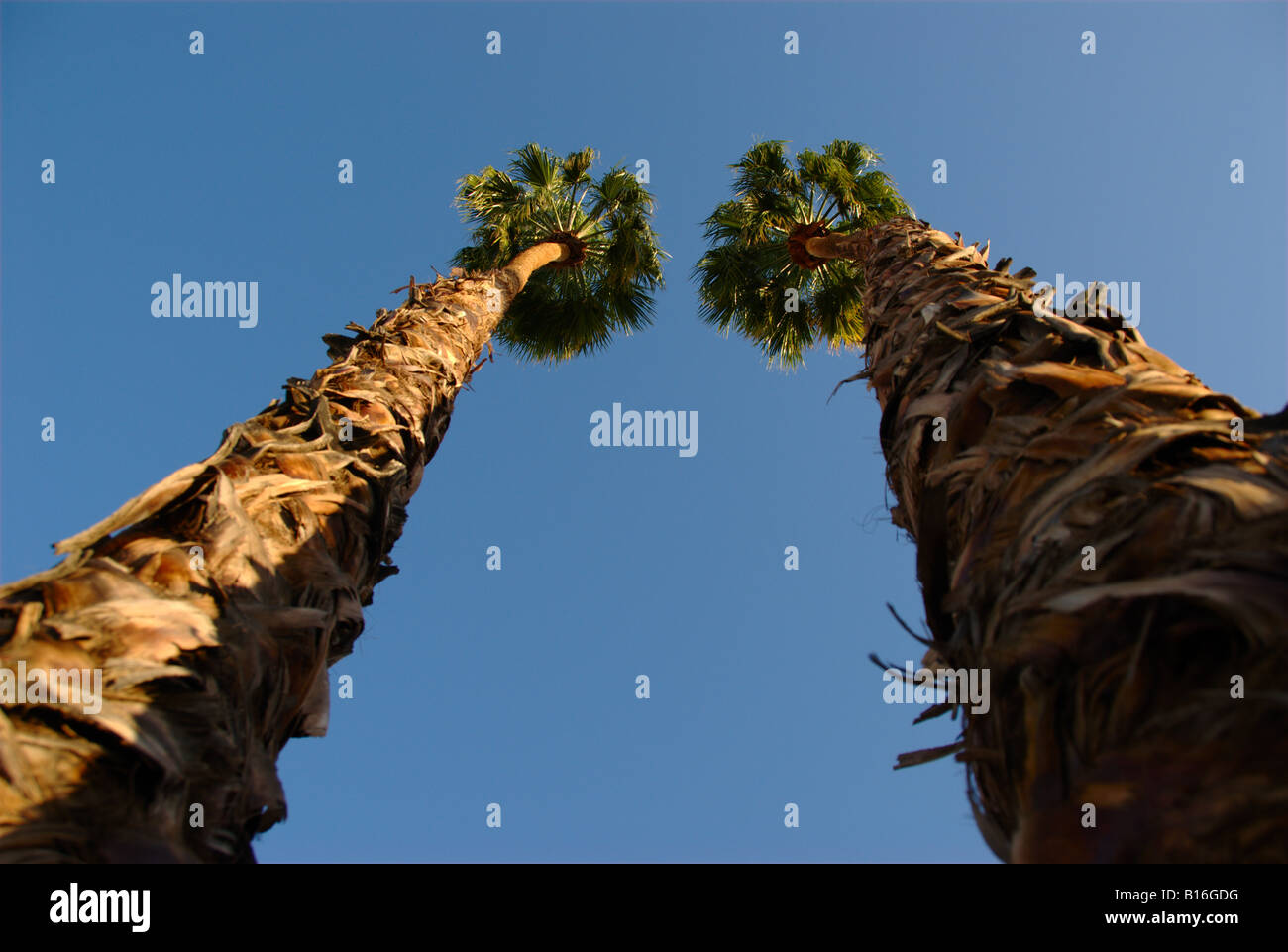Fan palm tree hi-res stock photography and images - Alamy