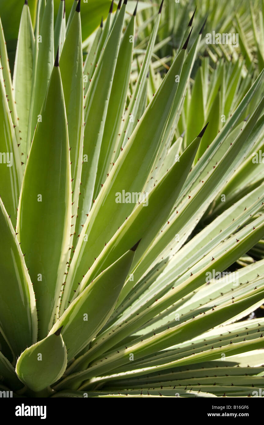 Agave Genus High Resolution Stock Photography and Images - Alamy