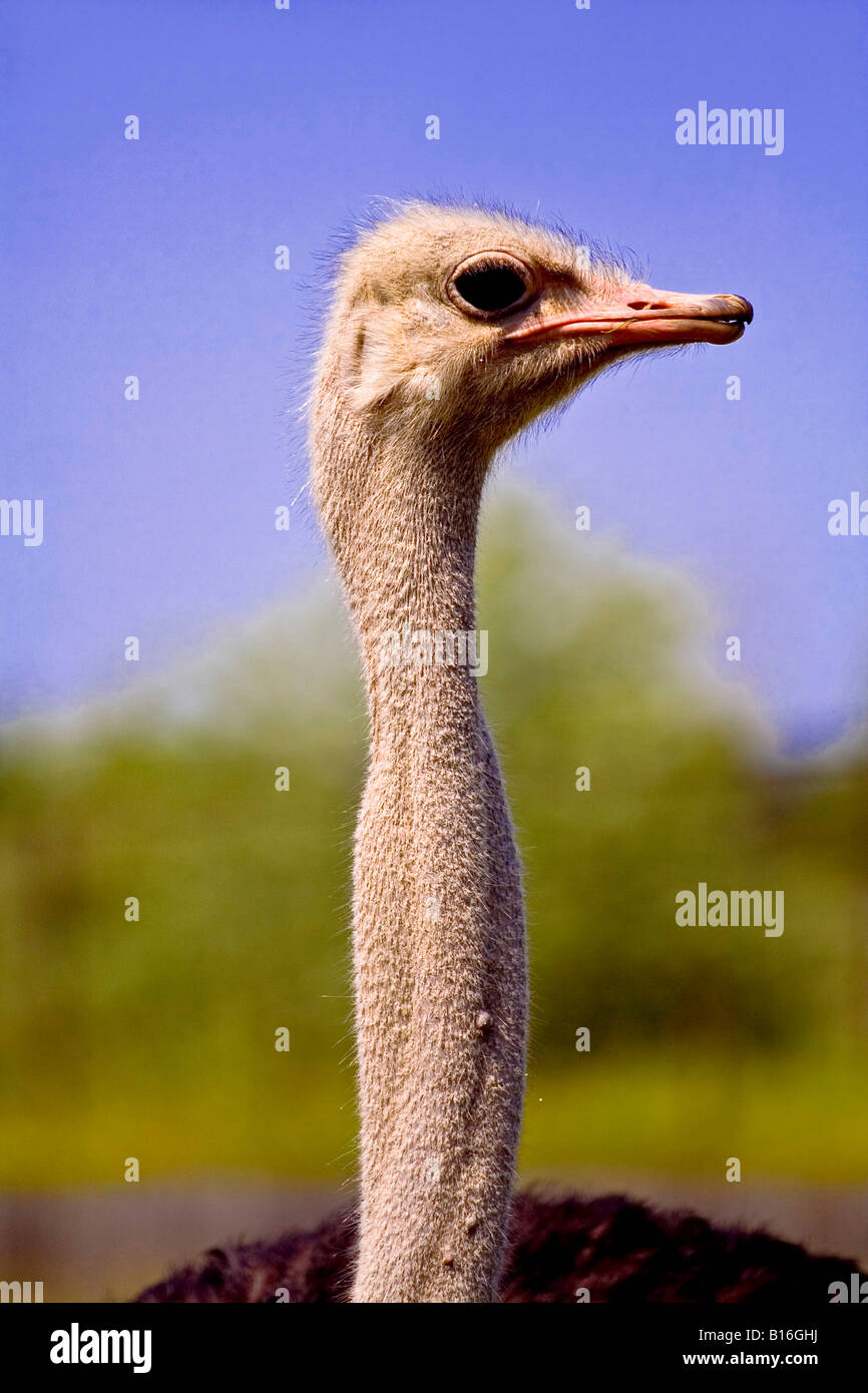 Ostrich close up Stock Photo - Alamy