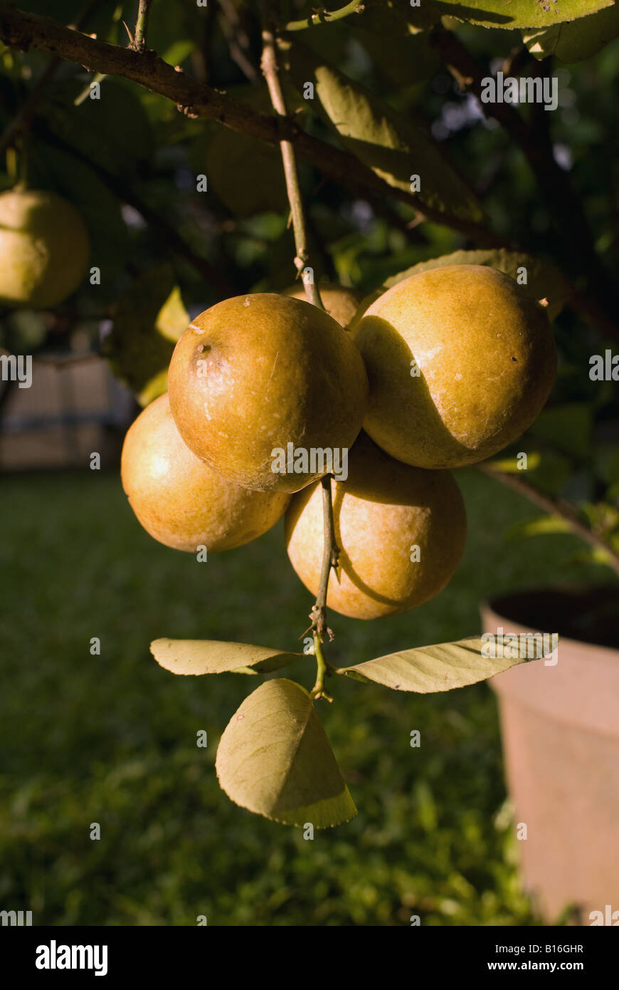 Popular citrus hi-res stock photography and images - Alamy