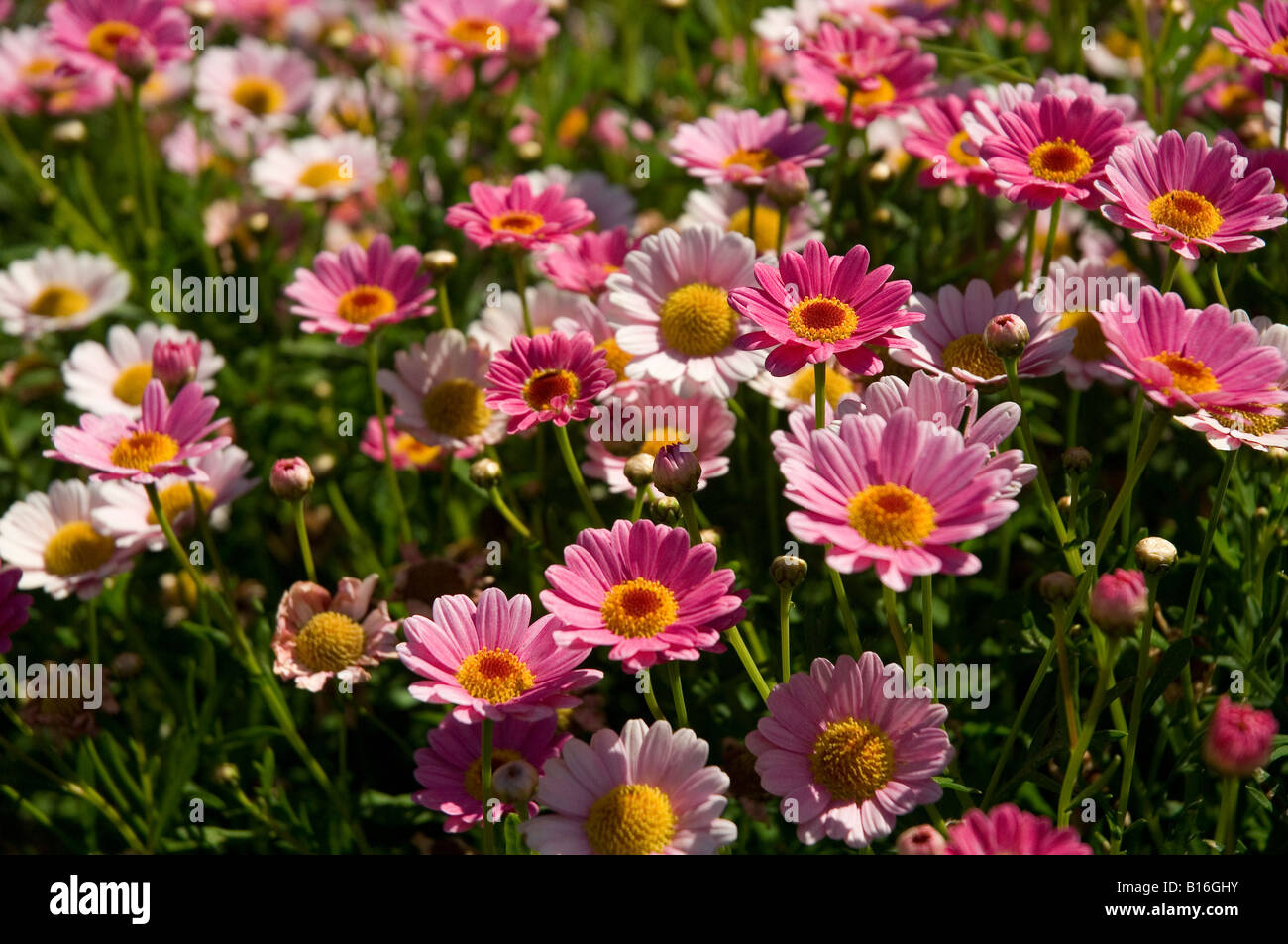 Pink marguerite marguerites flower flowers flowering in summer border ...