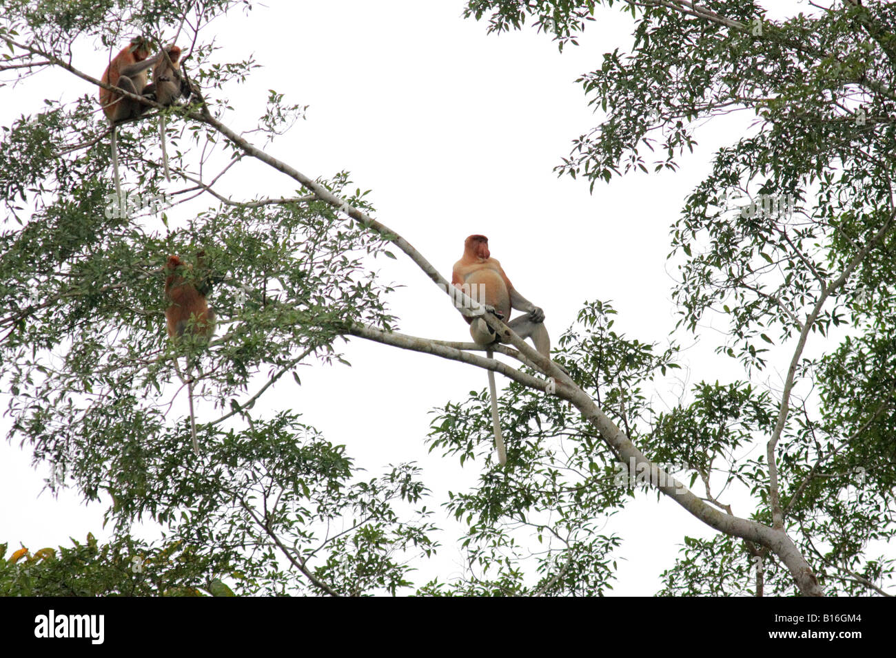 Proboscis monkey family hi-res stock photography and images - Alamy