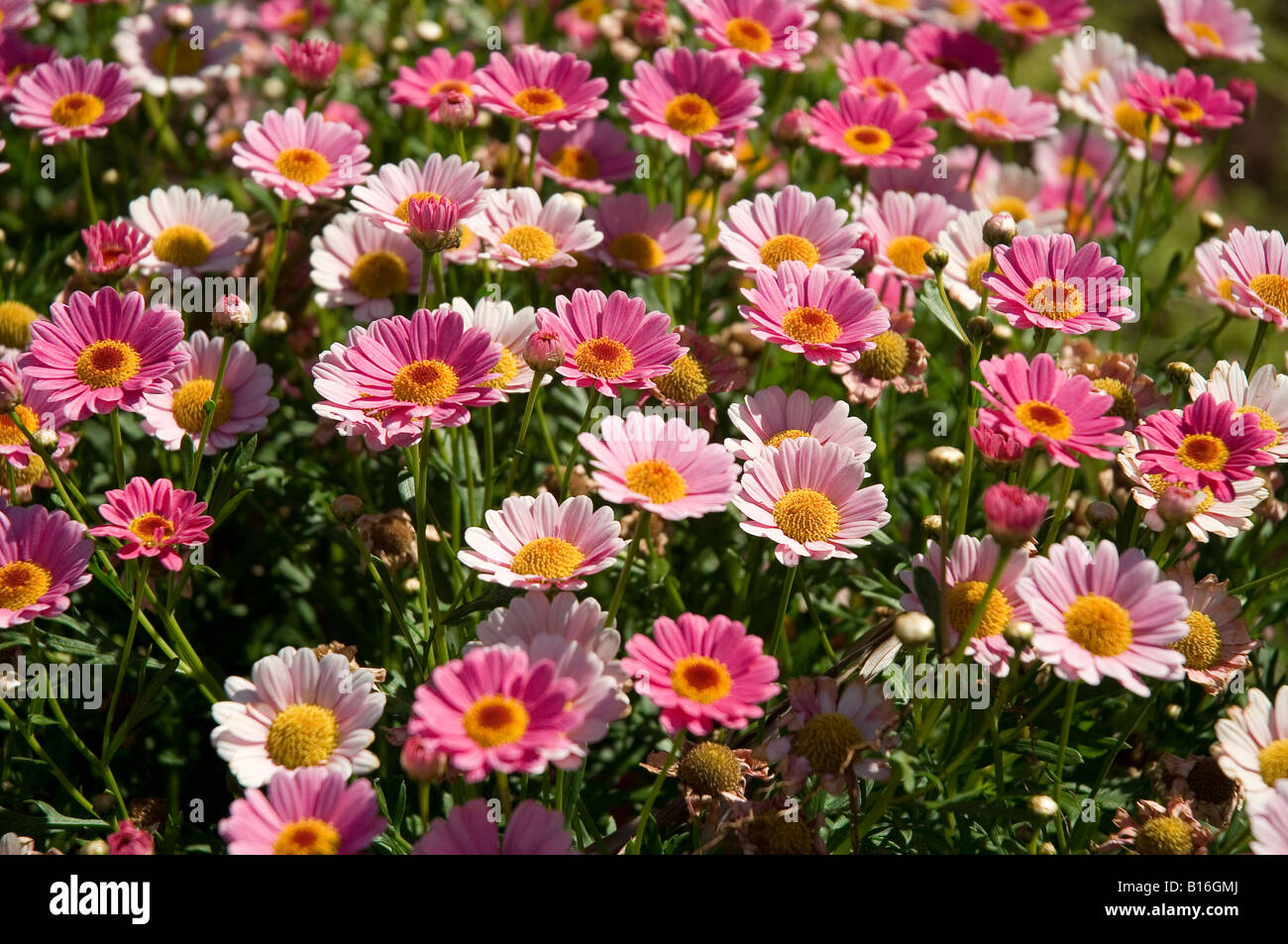 Pink marguerite marguerites flower flowers flowering in summer border ...
