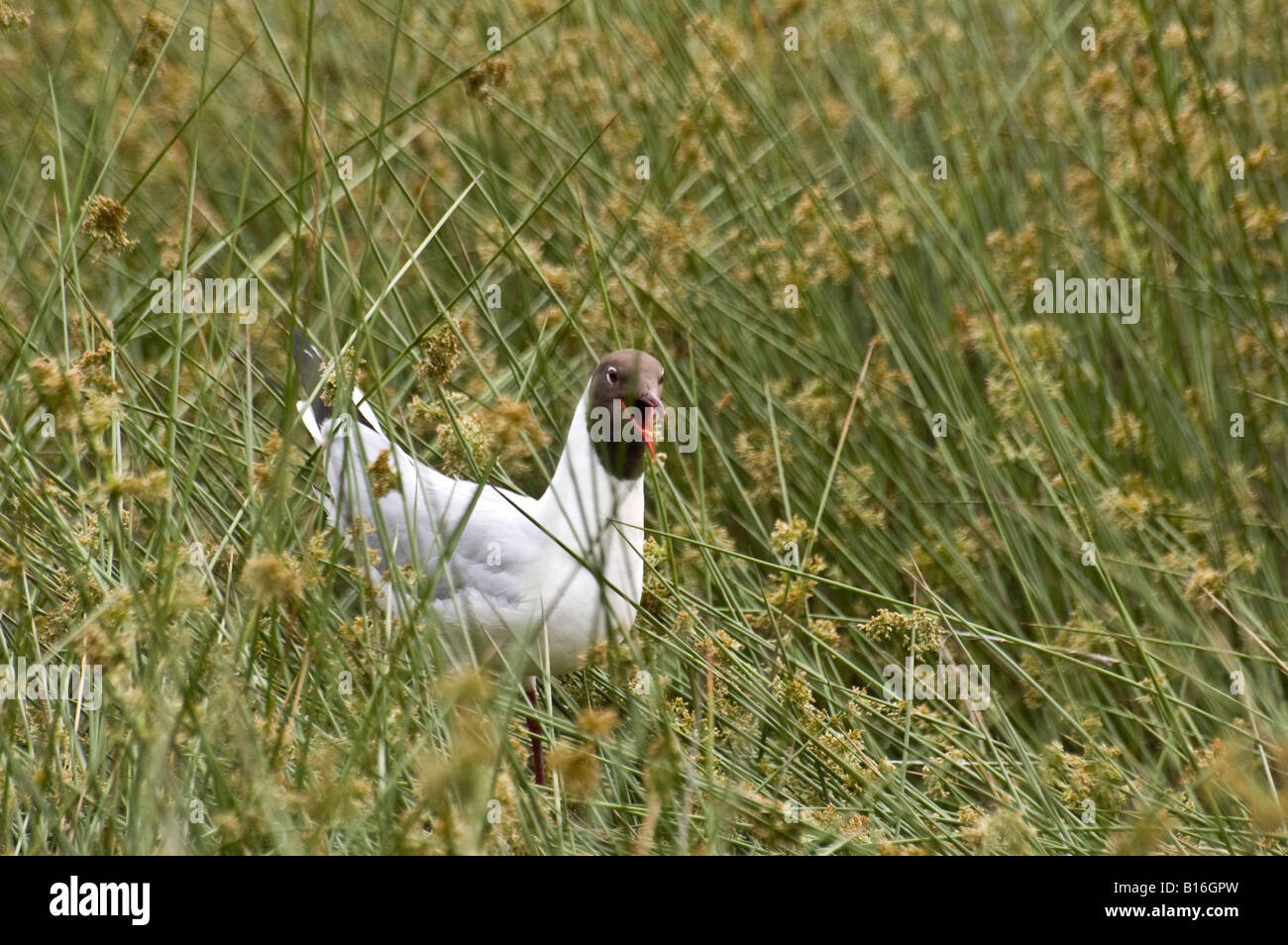 Compact rush juncus conglomeratus hi-res stock photography and images ...
