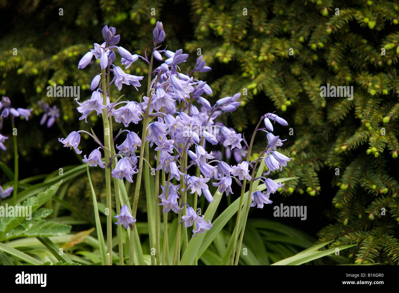 Cultivated bluebells bluebell blue flower flowers flowering growing in ...