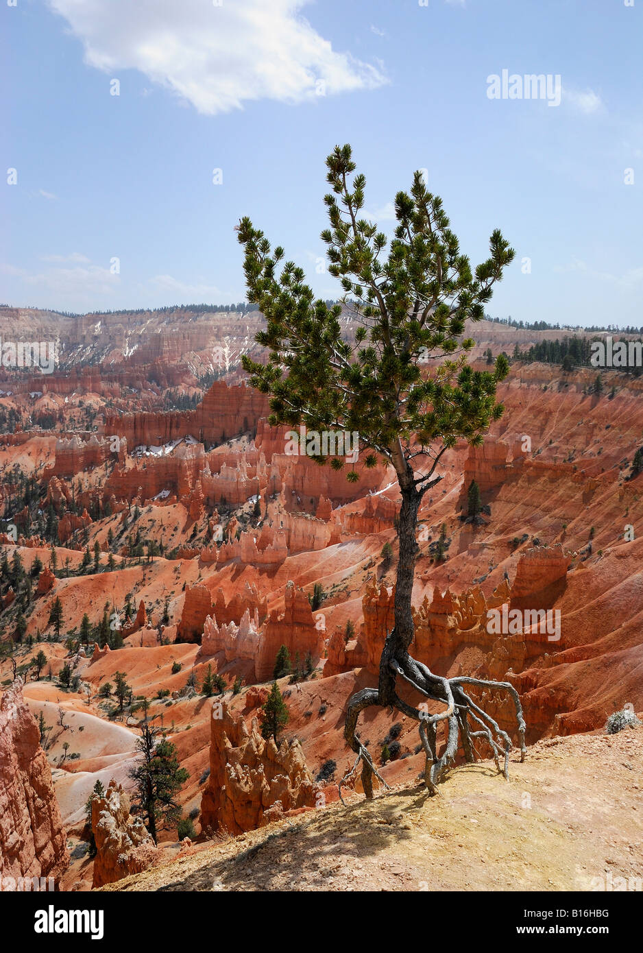 Bryce Canyon National Park - Tree with Exposed Roots at Sunrise Point ...