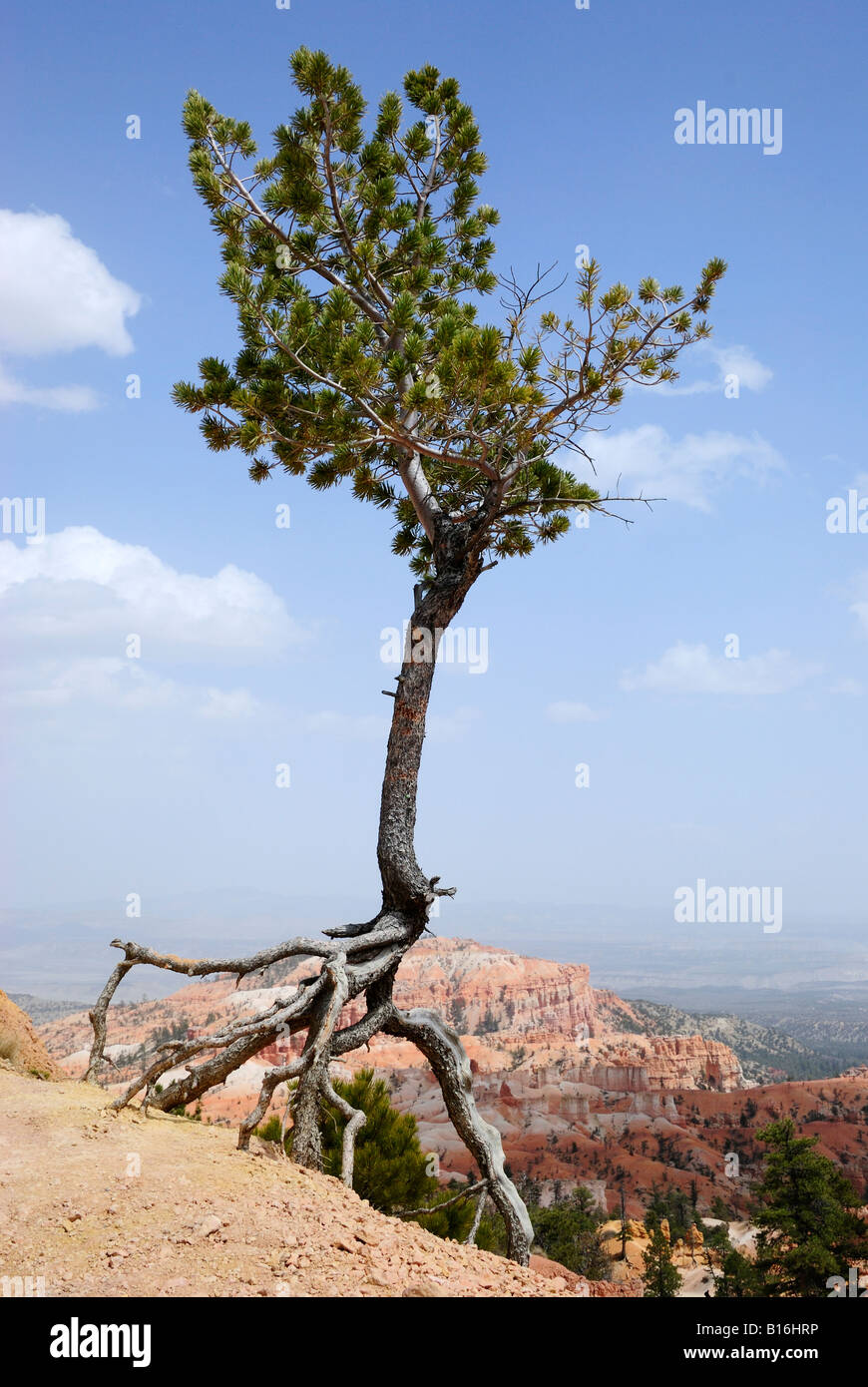 Bryce Canyon National Park - Tree with Exposed Roots at Sunrise Point ...