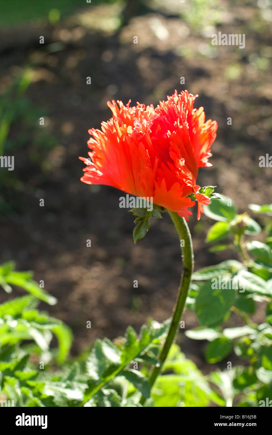 Fringe poppy hi-res stock photography and images - Alamy