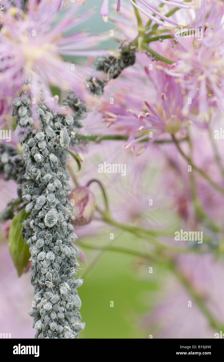 Infestation of aphids on flower stem animals hi-res stock photography ...