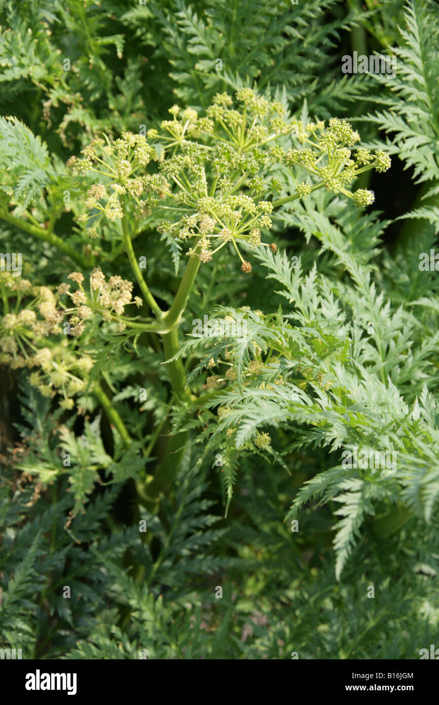 Molopospermum peloponnesiacum Apiaceae Umbelliferae An Aromatic Plant ...