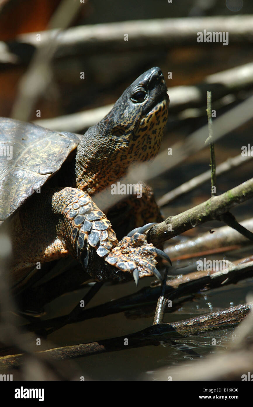 Rhinoclemmys funerea Black river turtle tartaruga tartaruga acquatica ...