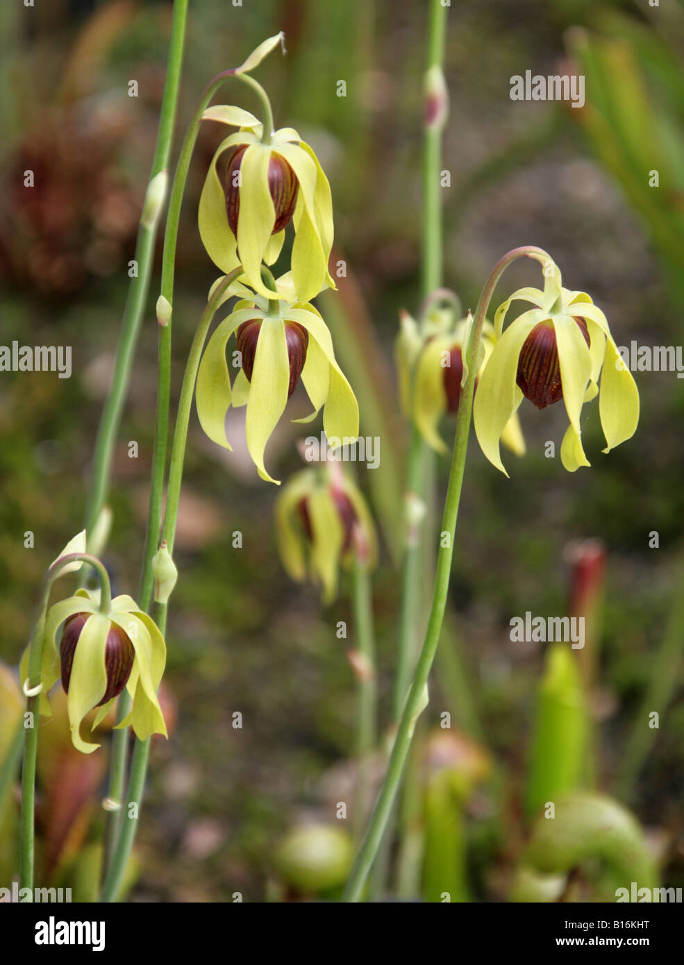 Cobra plant hi-res stock photography and images - Alamy