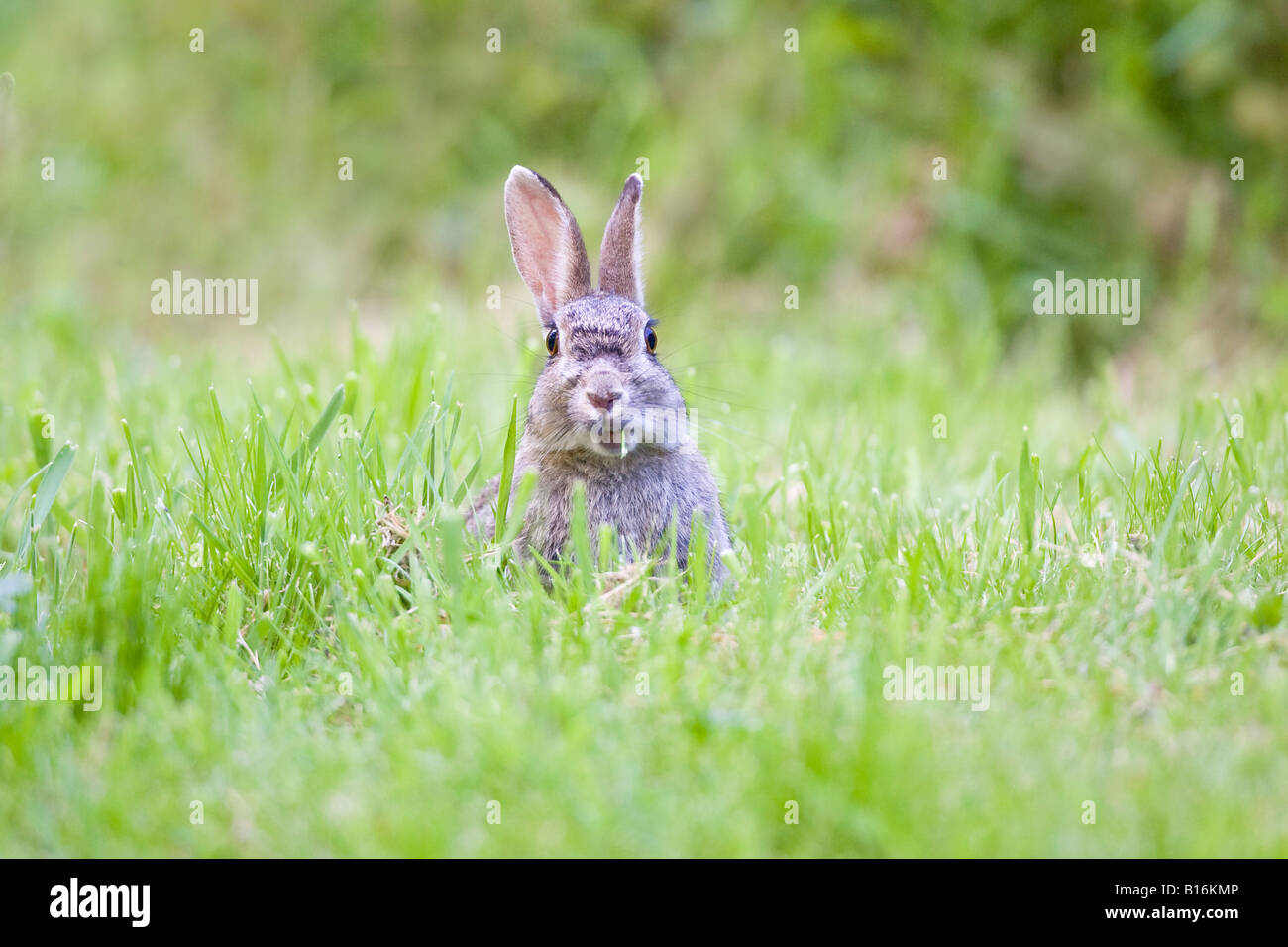 Common Rabbit Eating Grass Stock Photo - Alamy