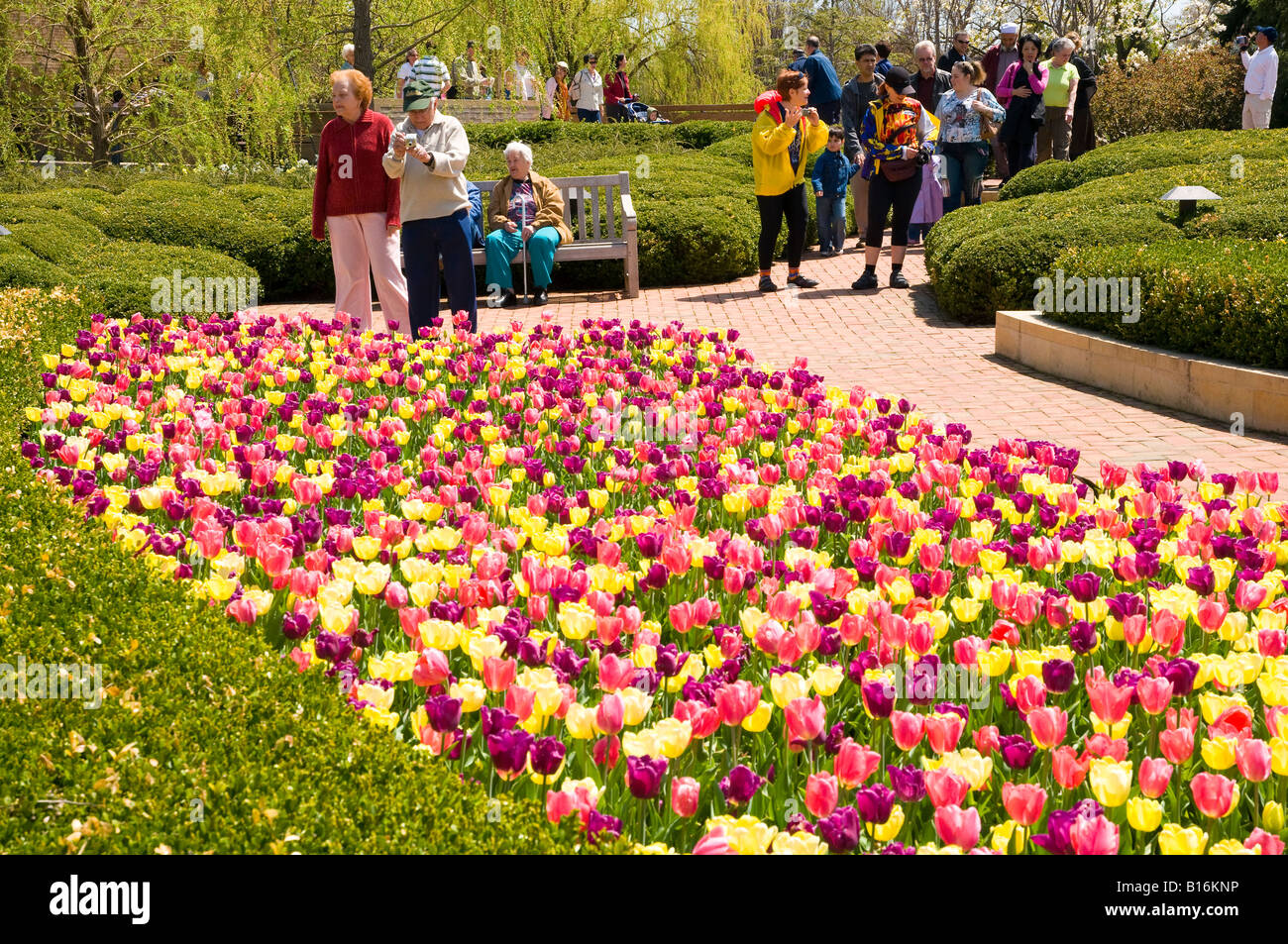Spring Tulips & Garden Photographers Stock Photo - Alamy