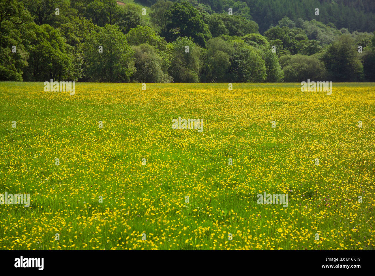 Buttercup field with trees Stock Photo - Alamy