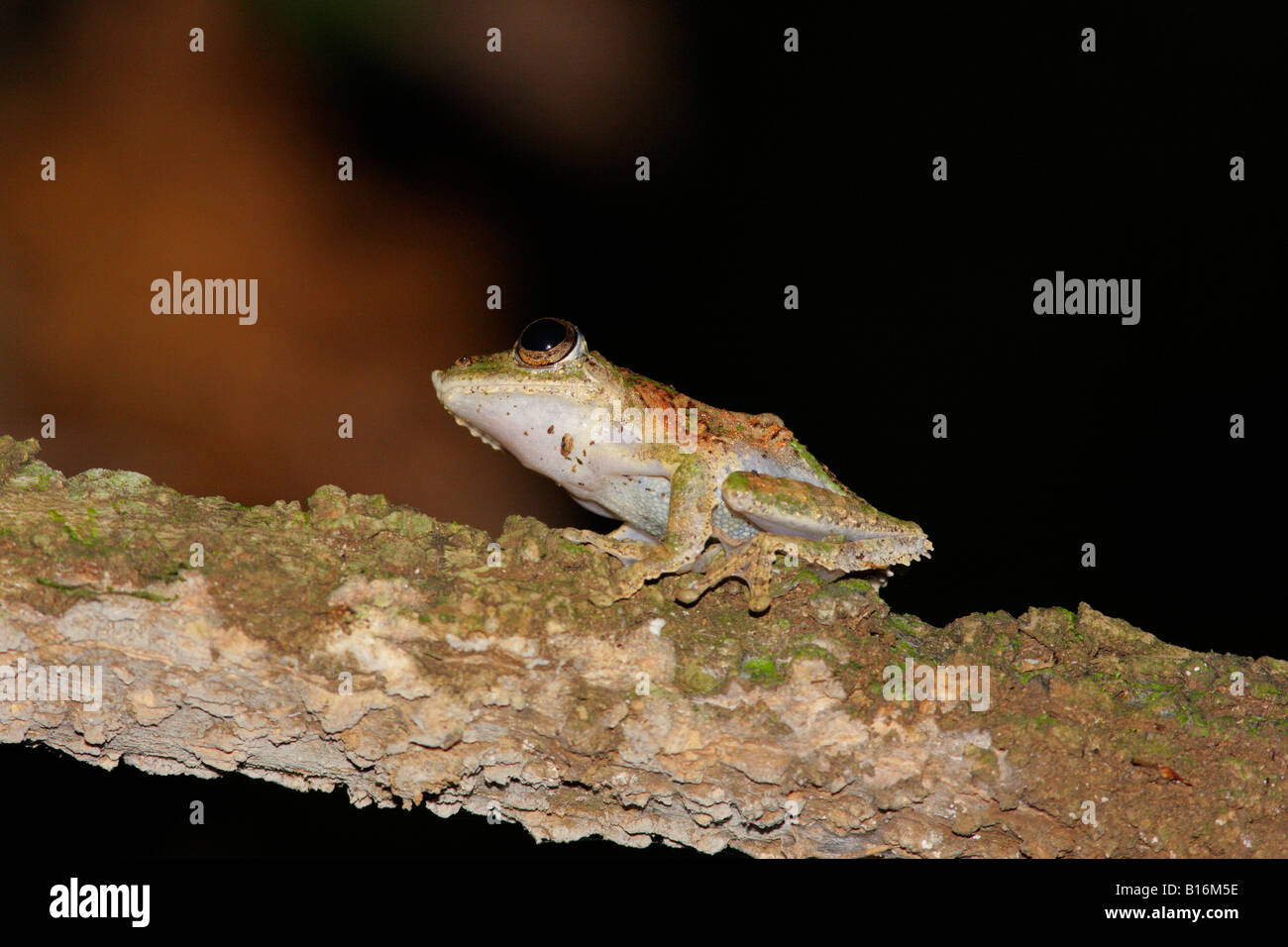 Frilled tree frog (Rhacophorus appendiculatus) on a mossy branch Stock ...