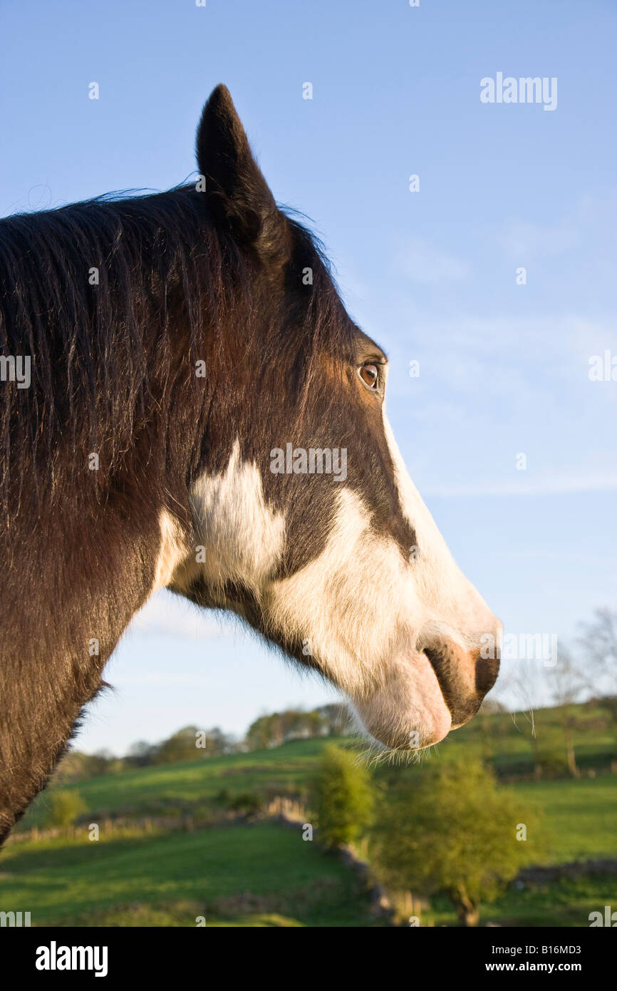 Portrait of Piebald Horse Stock Photo - Alamy