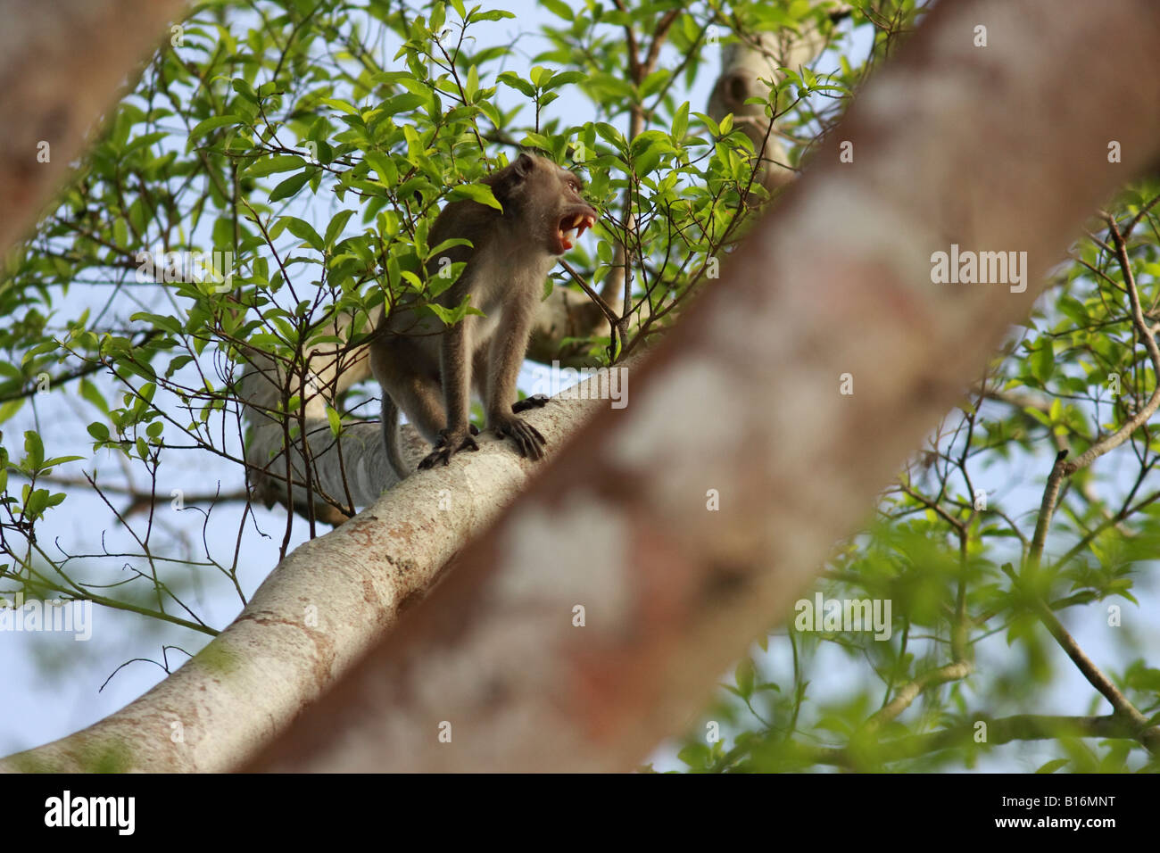 Wild long-tailed macaque (Macaca fascicularis) showing teeth Stock ...