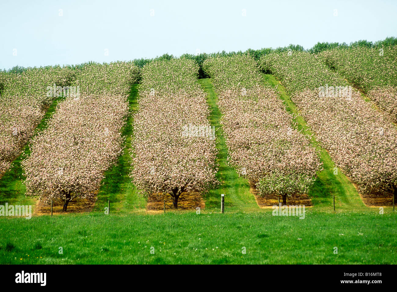 Apple orchard in blossom, County Armagh, Ireland Stock Photo - Alamy