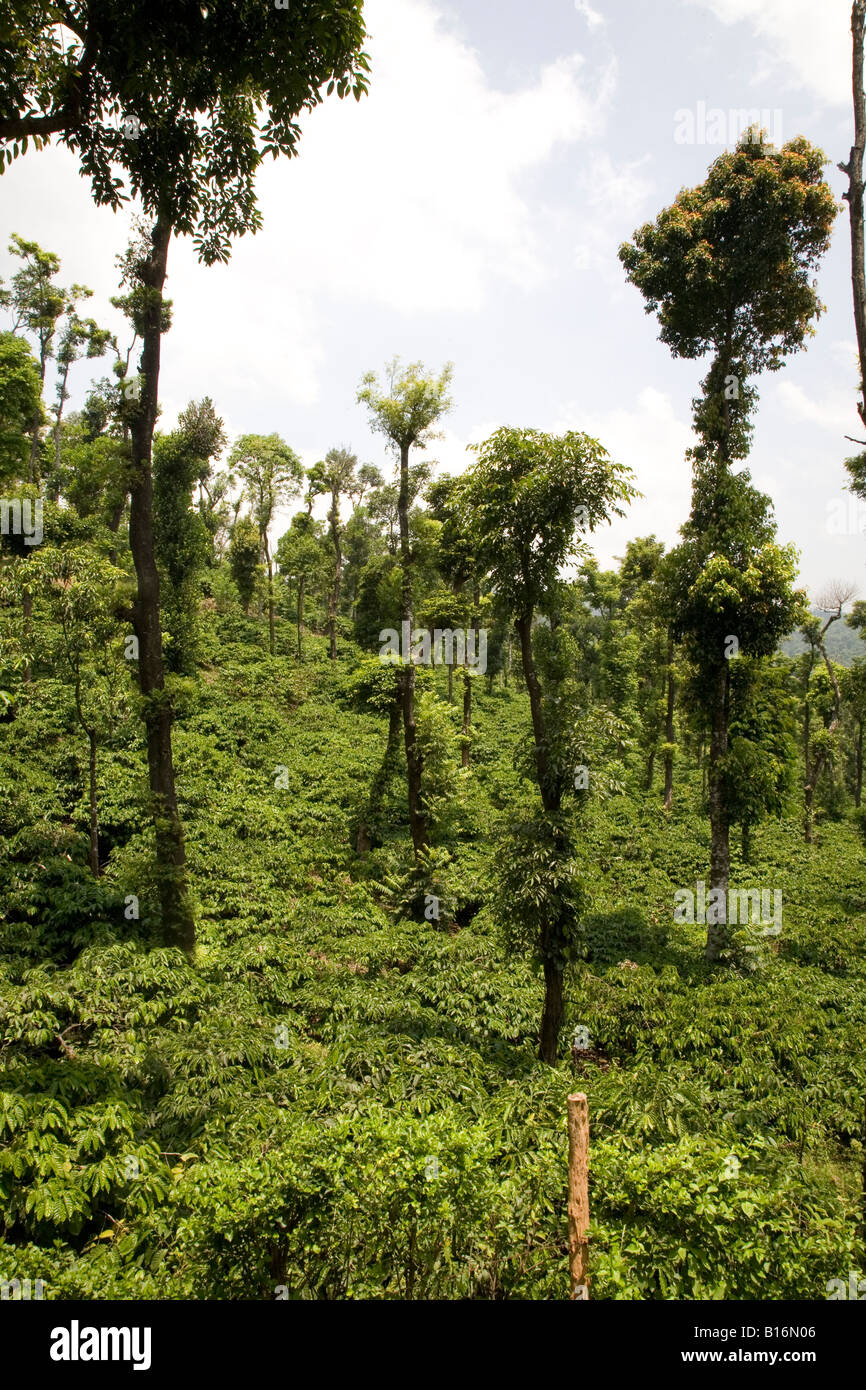 Thick Vegetation High Resolution Stock Photography and Images - Alamy