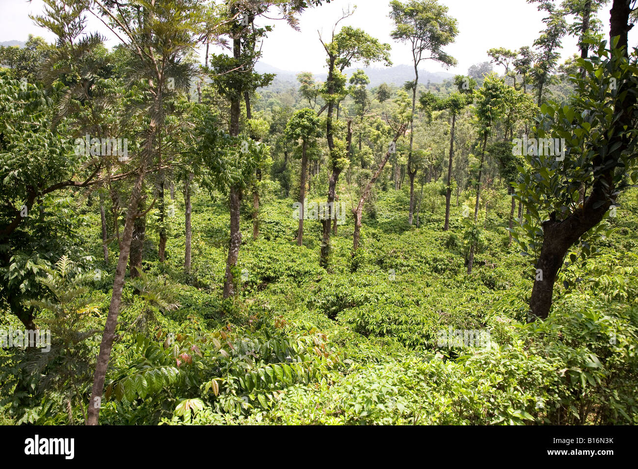 Western Ghats Forest Stock Photos & Western Ghats Forest Stock Images ...