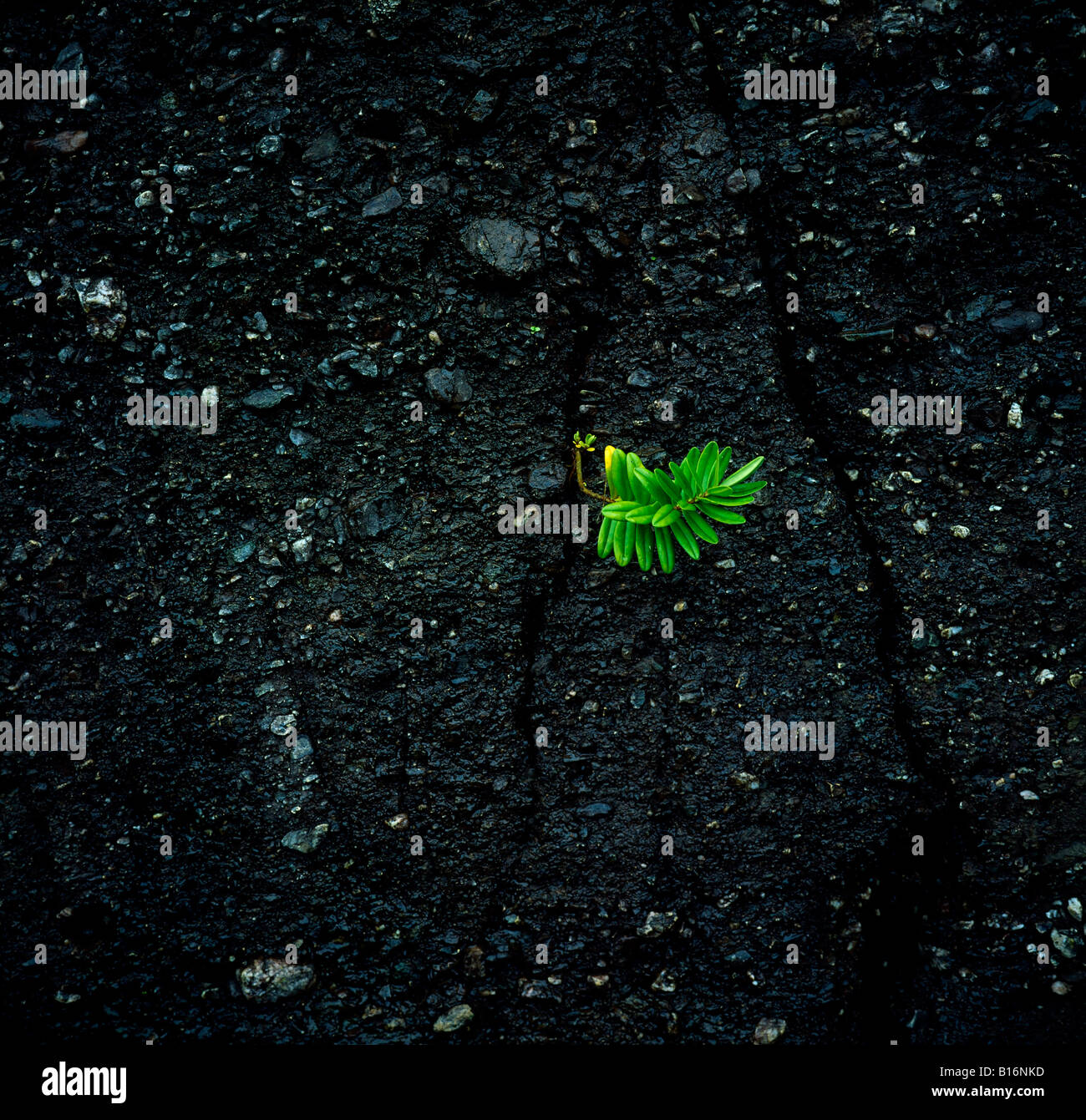 Plant growing out of the soil Stock Photo - Alamy