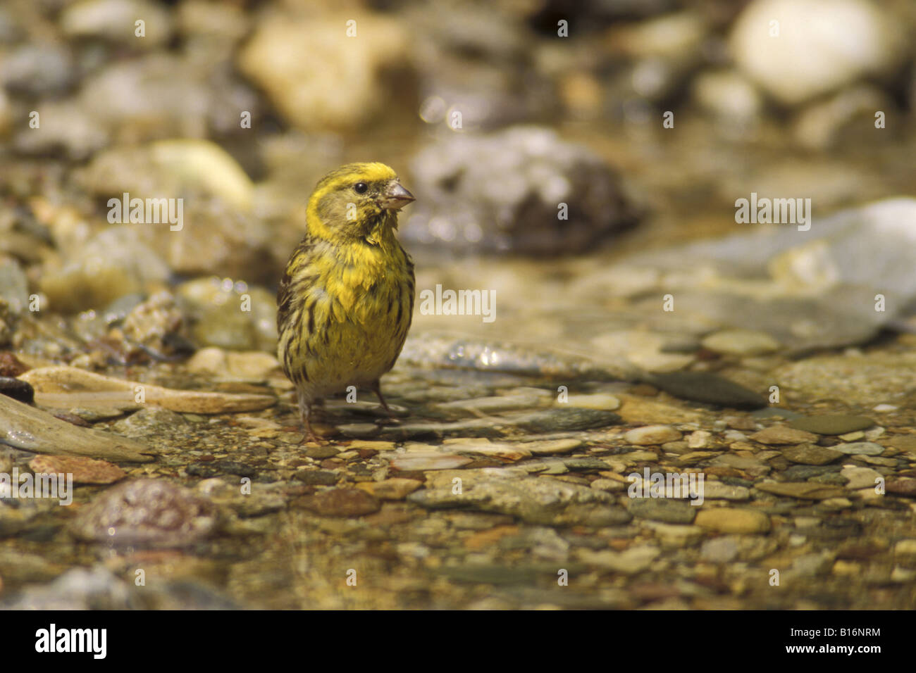 Passeriformi hi-res stock photography and images - Alamy