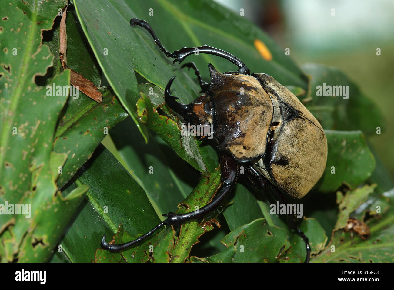 scarabeo ercole insect Costarica rain forest foresta pluviale foresta ...