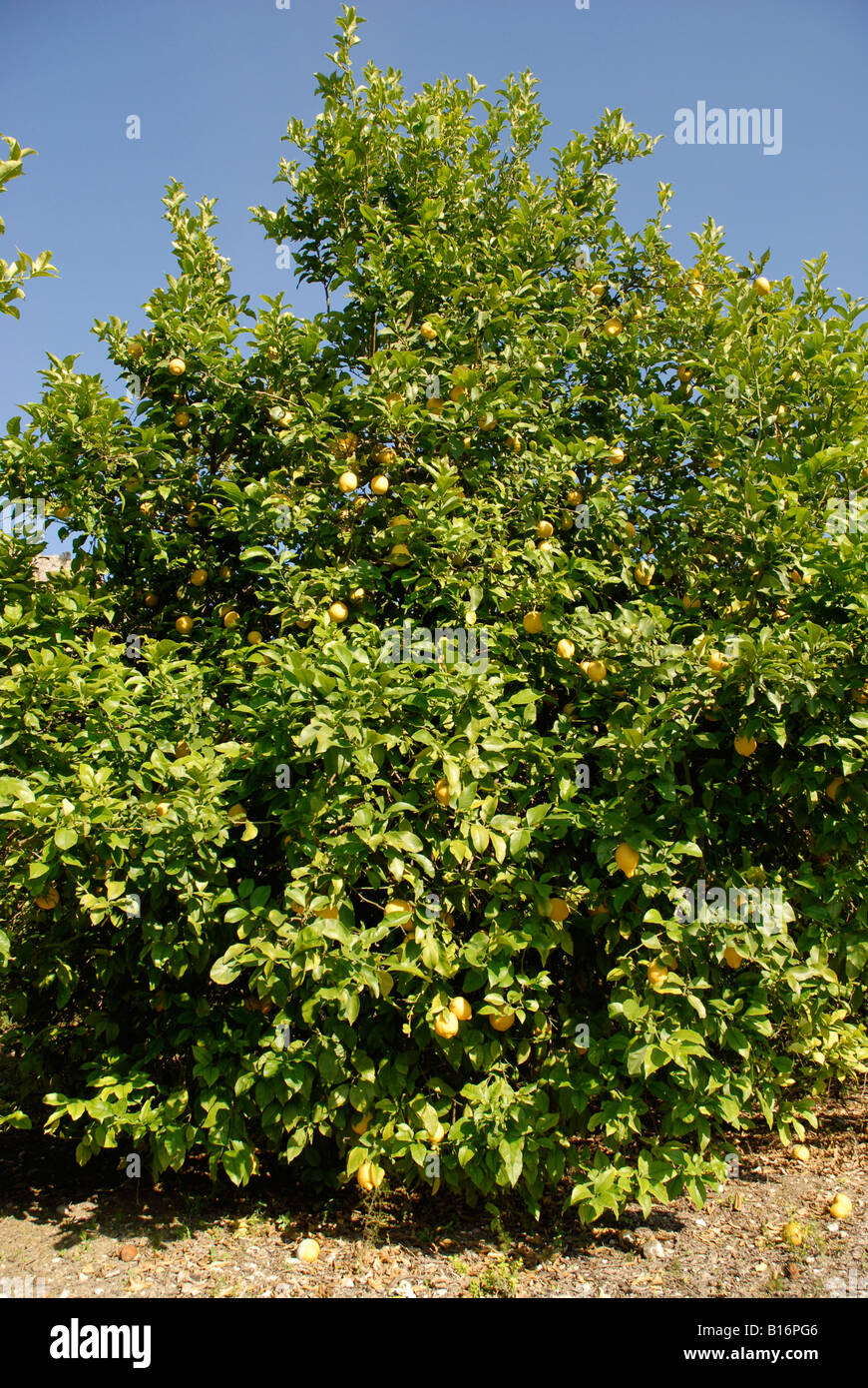 lemon tree, Pedreguer, Alicante Province, Spain Stock Photo - Alamy