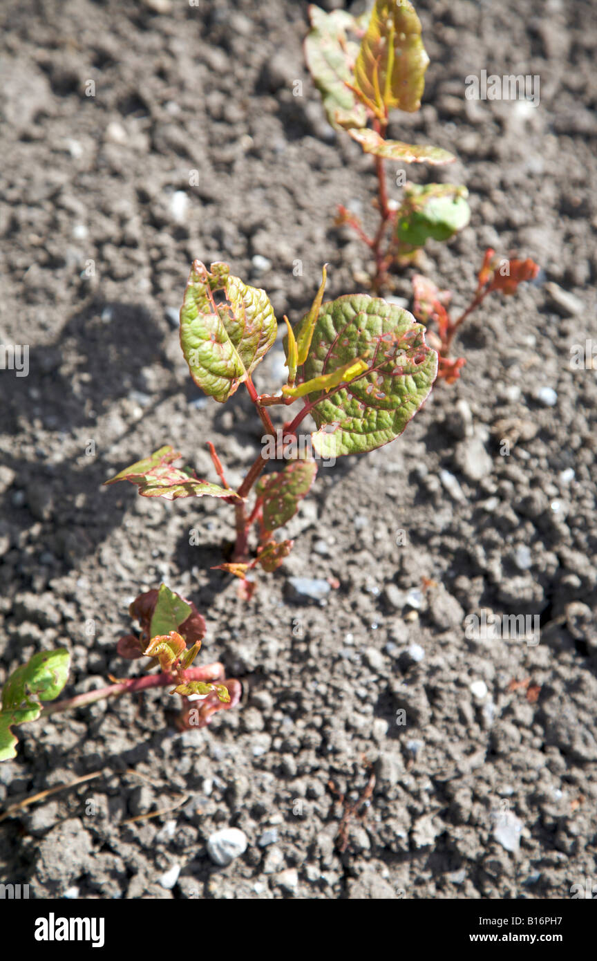 JAPANESE KNOTWEED INVASIVE GARDEN Stock Photo - Alamy