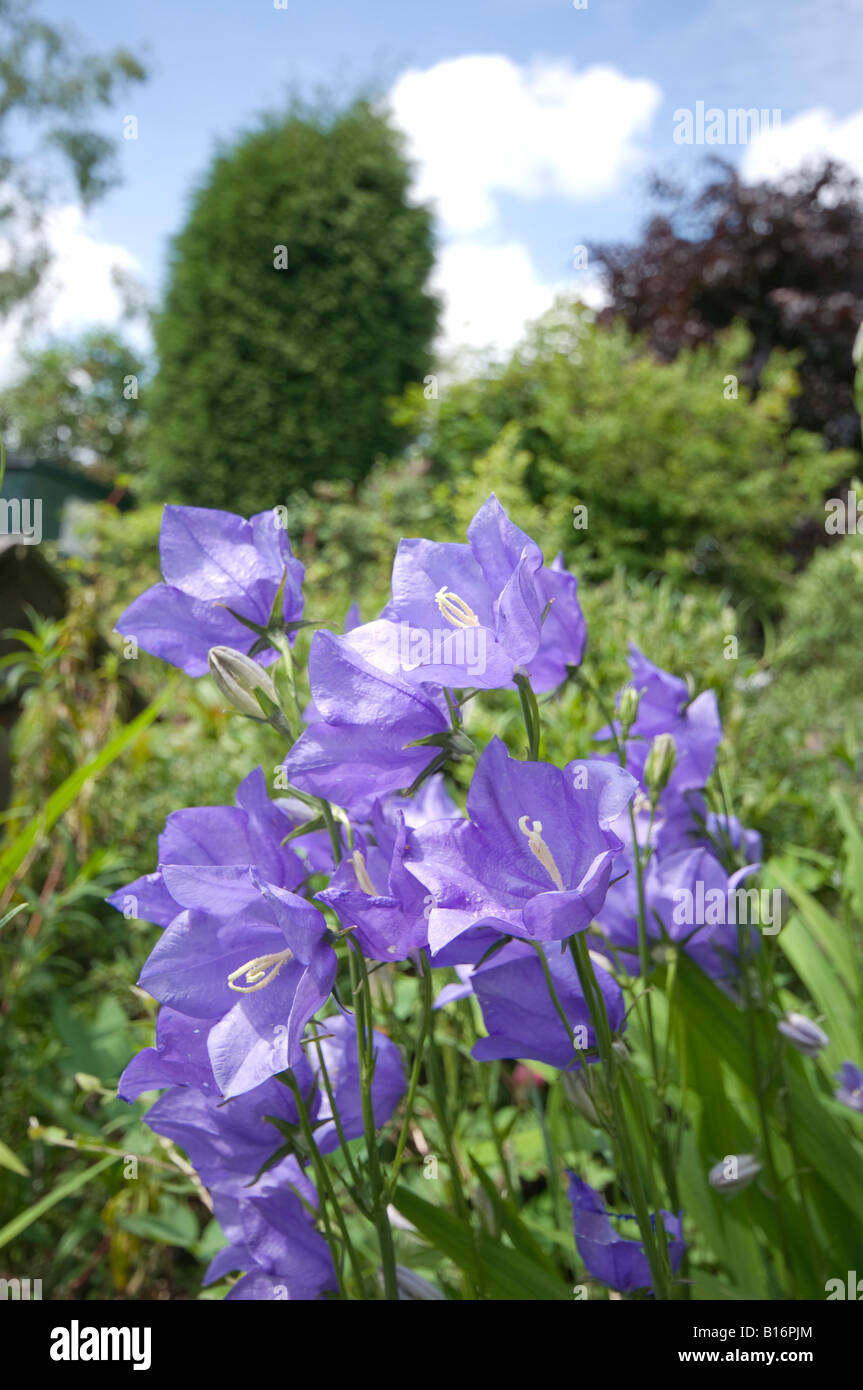 Campanula "canterbury bells Stock Photo - Alamy
