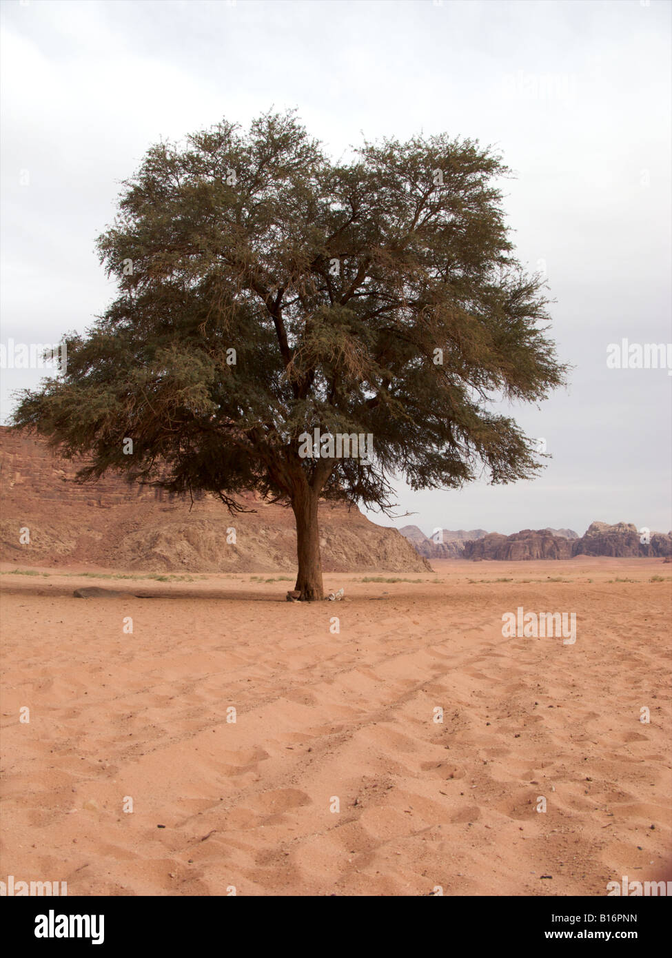 Desert snake middle east hi-res stock photography and images - Alamy