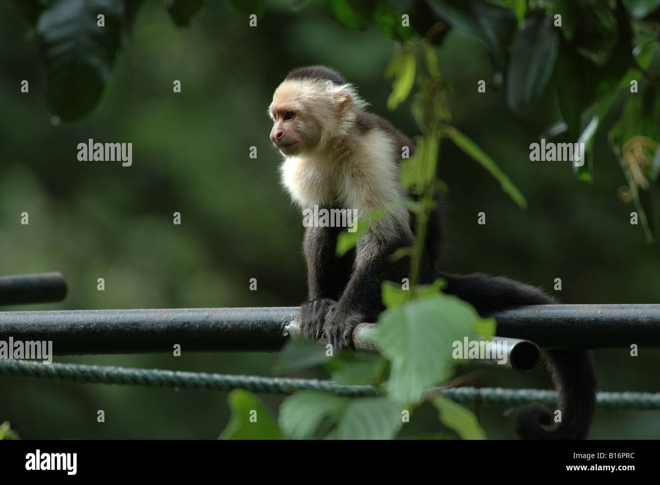 Scimmia cappuccina hi-res stock photography and images - Alamy