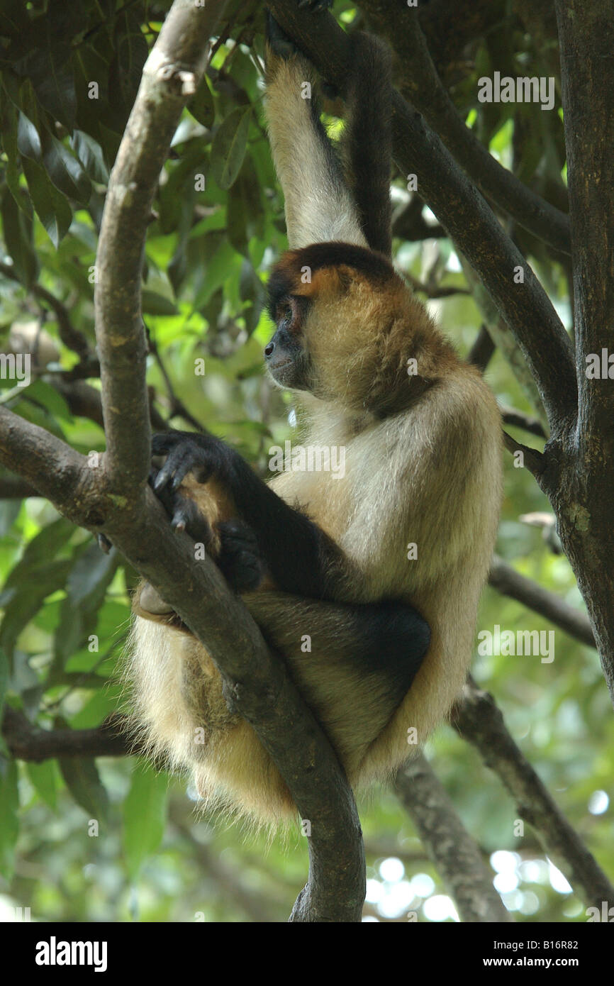 Ateles geoffroyi Central American Spider Monkey Costarica rain forest ...