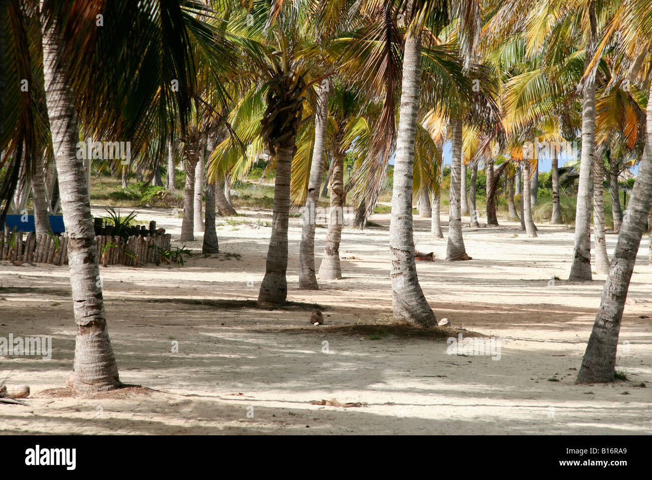 Cuban beach palm trees sand Stock Photo - Alamy
