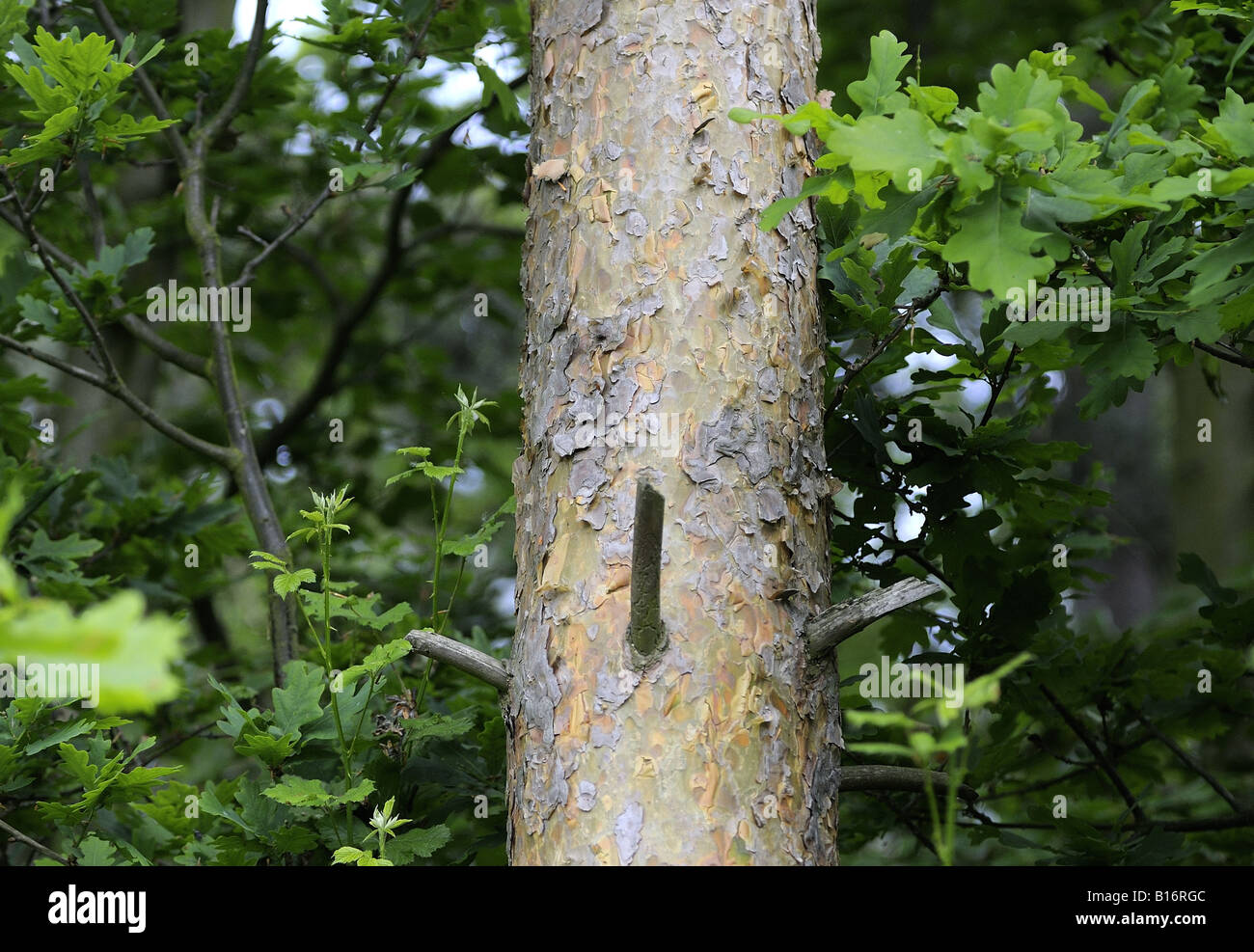 Peeling bark trunk branches hi-res stock photography and images - Alamy