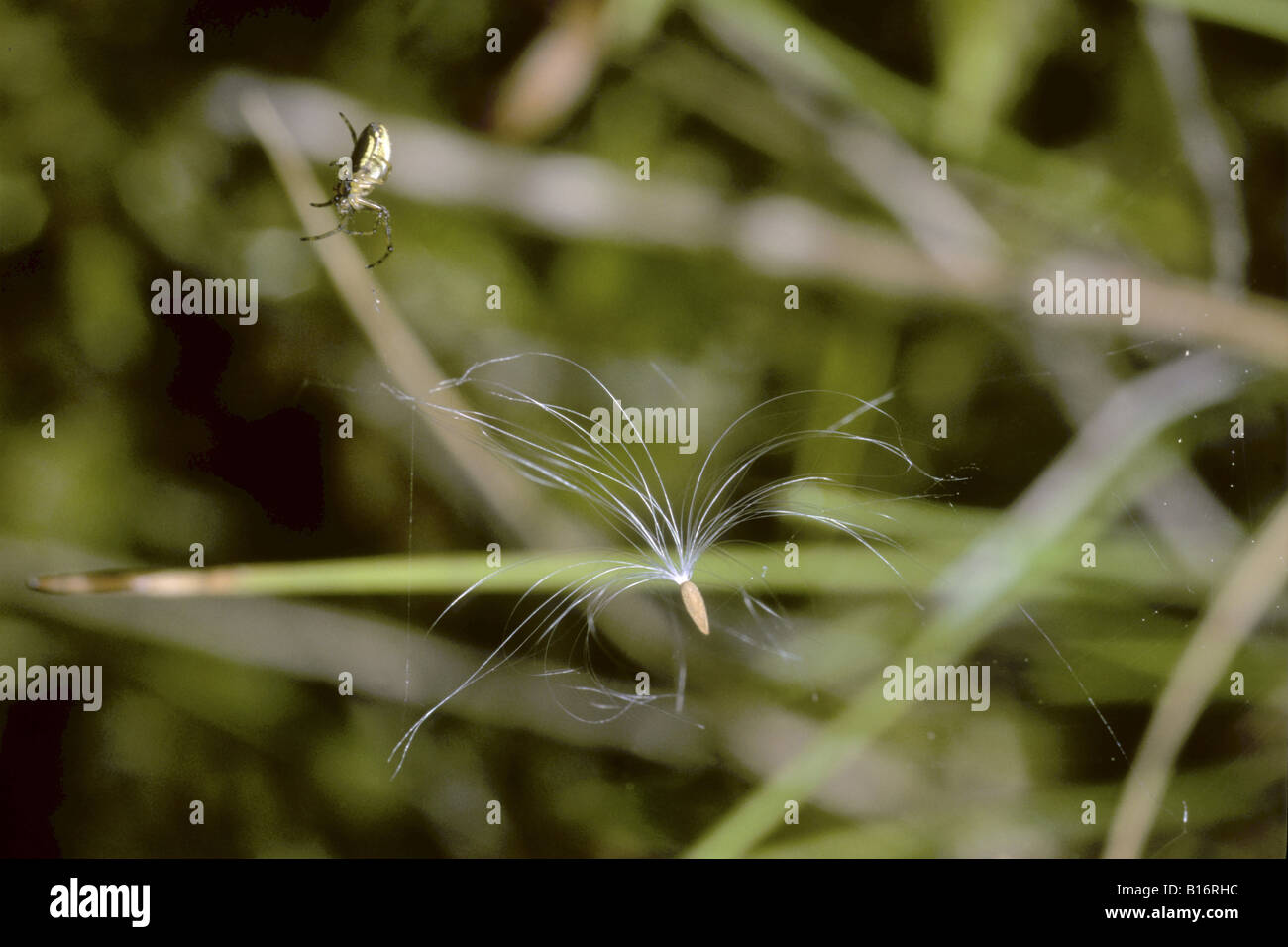 seed spider seme soffione soffione ragno vegetali piante seme ...